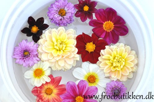 Georginer frø - Friske georginer frø til såning - Køb online