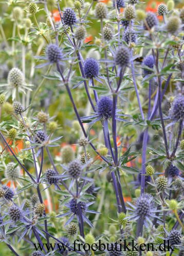 Mandstro frø - Friske mandstro frø til såning - Køb billigt online