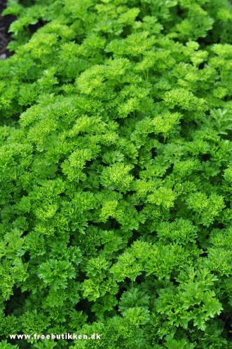 Persille frø - Køb friske persille frø billigt her - Hurtig levering