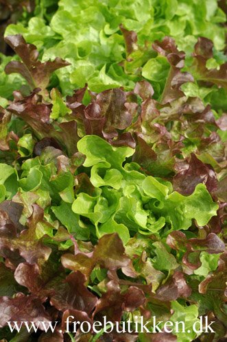 Økologiske salatfrø - Køb øko salatfrø i høj kvalitet - Flere sorter