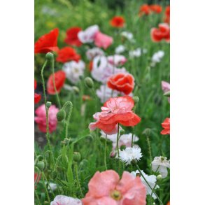 Valmue frø - Smukke og nemme valmue frø - Køb fine farver online