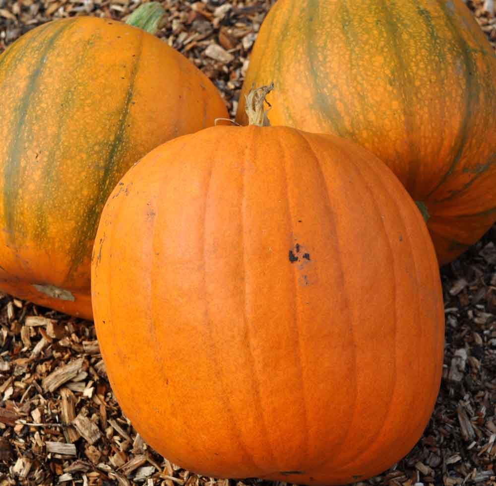 Halloween græskar. Køb frø. Connecticut field