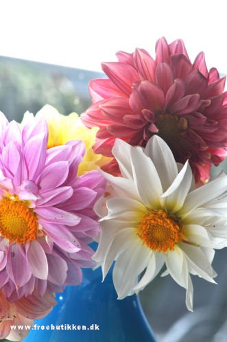 Georginer. Double decorative. Frø.