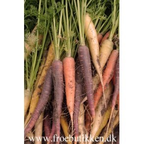 Gulerodsfrø - Køb sprøde gulerodsfrø online - Stort udvalg