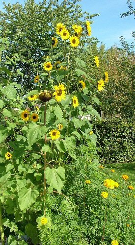 Henry Wilde Solsikke frø. Stor pose.