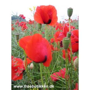 Valmue frø - Smukke og nemme valmue frø - Køb fine farver online