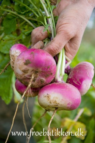 Økologiske majroer skal du selv dyrke i baghaven.