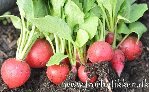 Økologiske runde radiser. Frø.