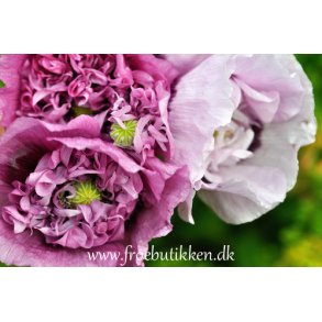 Valmue frø - Smukke og nemme valmue frø - Køb fine farver online