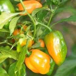 Chili på terrassen. Yellow Habanero. Med abrikos smag