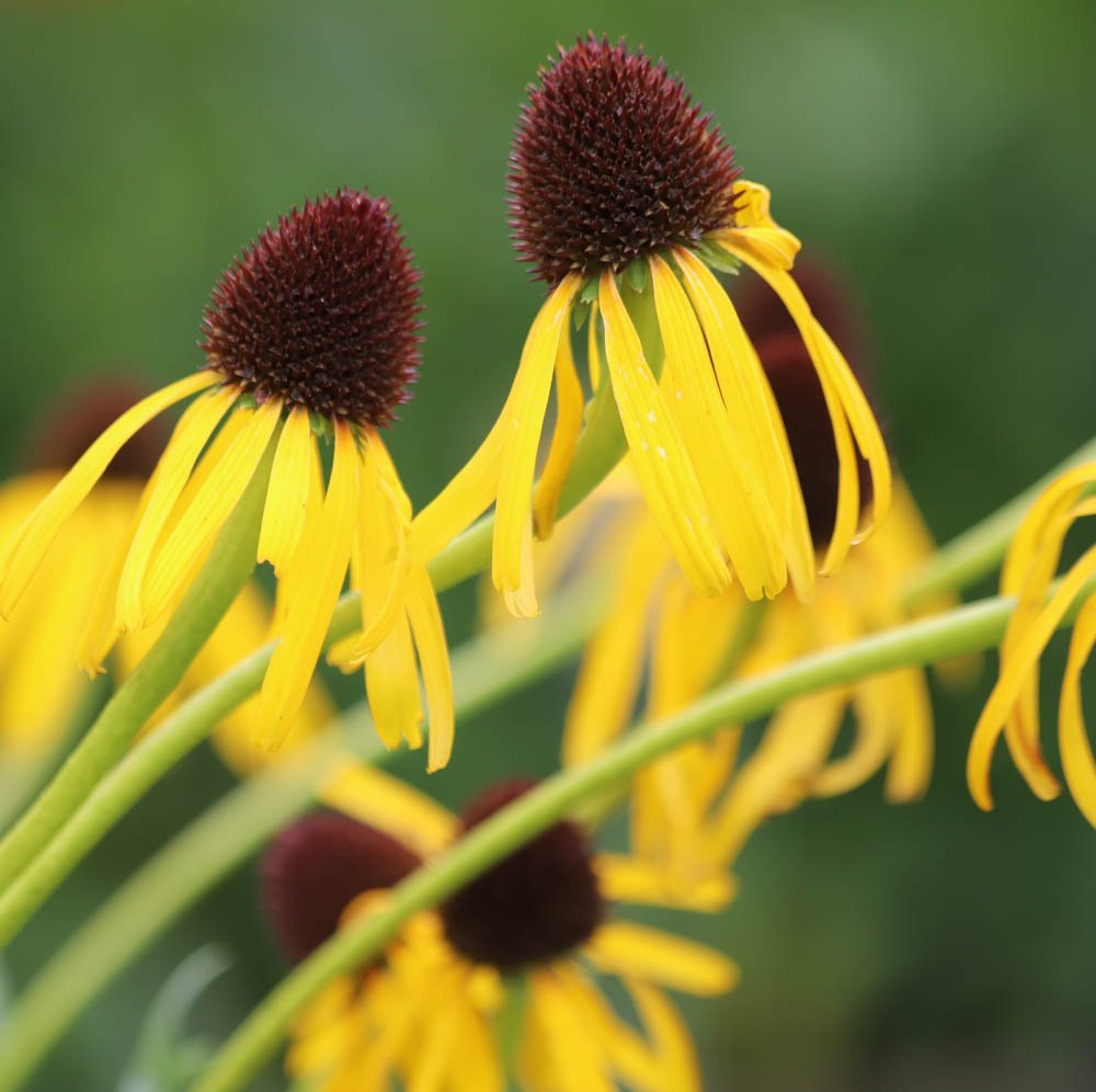 Paradoxa solhatte med blomstring i månedsvis. Køb frø