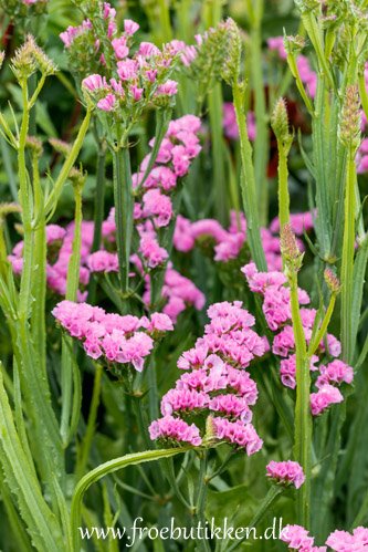 Lyserøde staticer. Bestil frø og bliv din egen florist