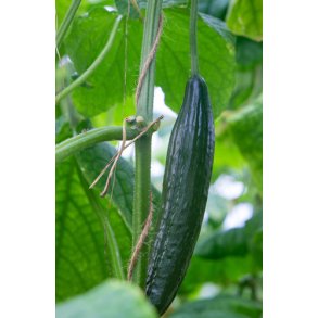 Agurkefrø - Køb lækre agurke frø online - Skoleagurker, drueagurk m.m.