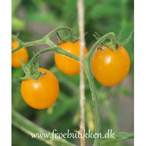 Tomat frø - Køb tomatfrø i mange varianter - Gode priser