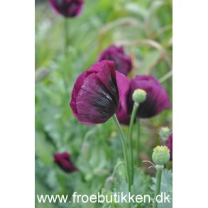 Valmue frø - Smukke og nemme valmue frø - Køb fine farver online