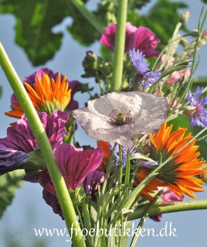 Nemme økologiske blomsterfrø til din egen blomstereng. Køb frø